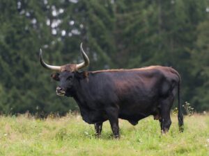 Taurus – Everything You Need to Know About This Zodiac! – One Zero ...