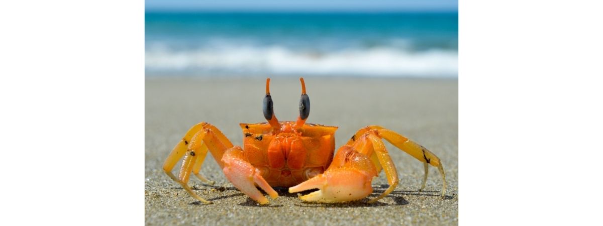 Moonstone – The Semi-Precious Birthstone for June. – One Zero Eight ...